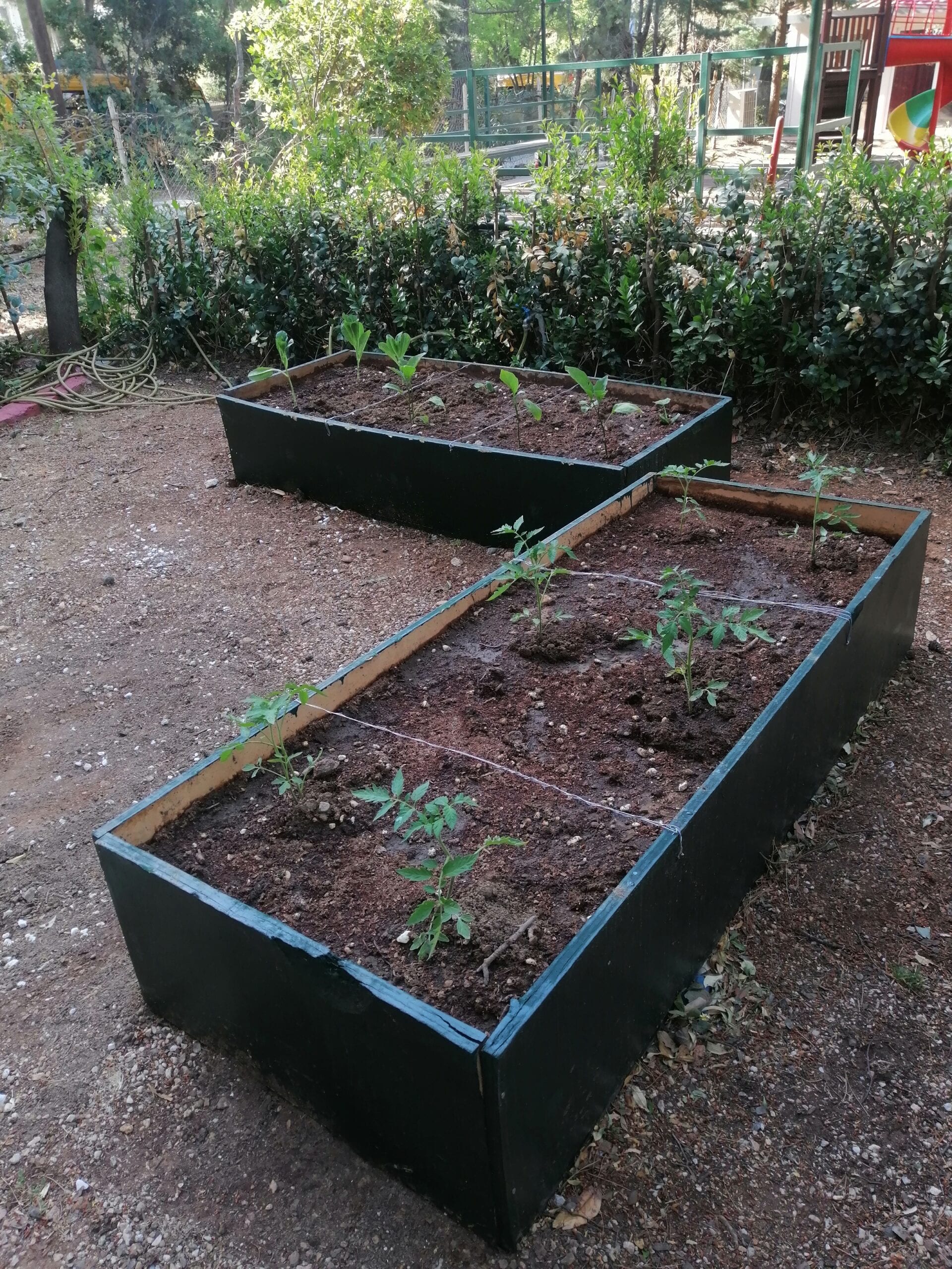 Ο ΛΑΧΑΝΟΚΗΠΟΣ ΤΟΥ ΣΧΟΛΕΙΟΥ - ΜΟΝΤΕΣΣΟΡΙΑΝΑ ΣΧΟΛΕΙΑ